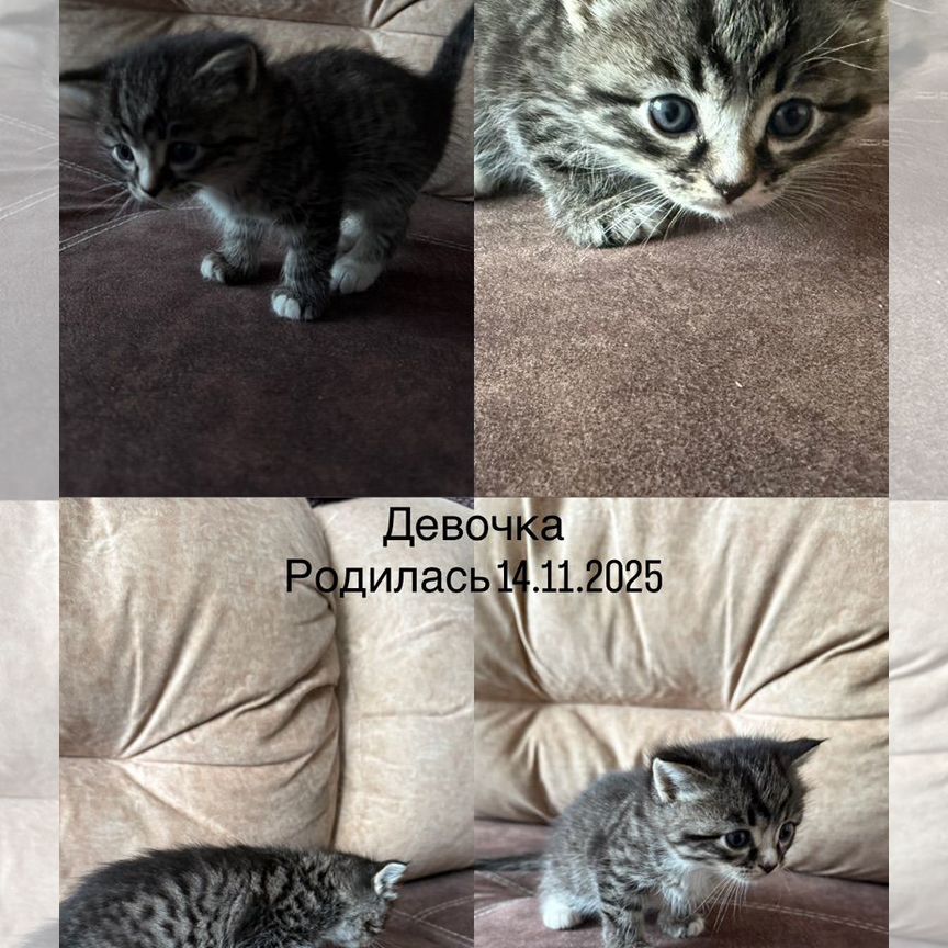 Шотландский вислоухий короткошёрстный котёнок