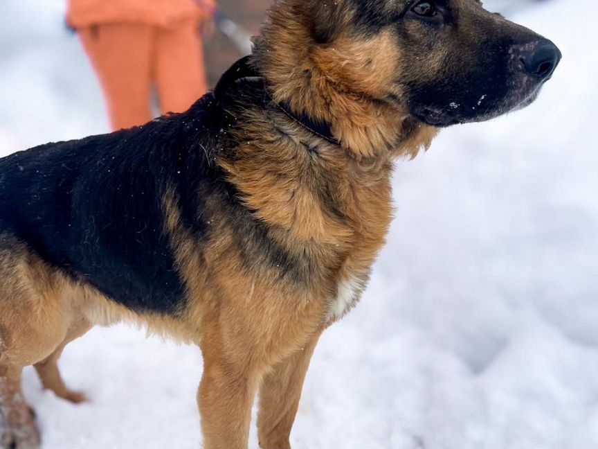 Ищу надёжных хозяев