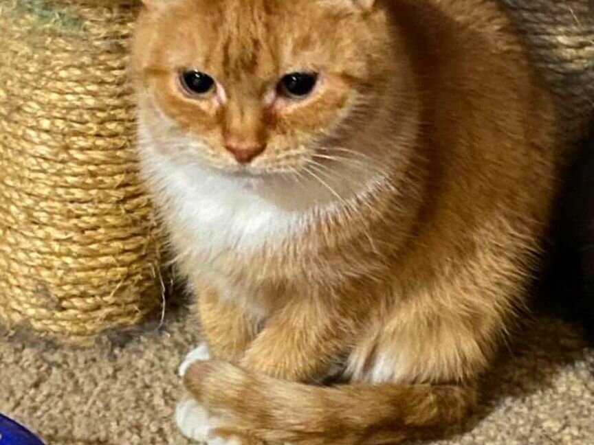Кошечка Рыжуля в дар