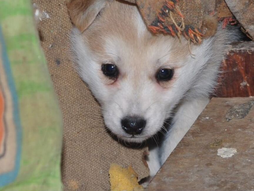 Девочка, 2месяца