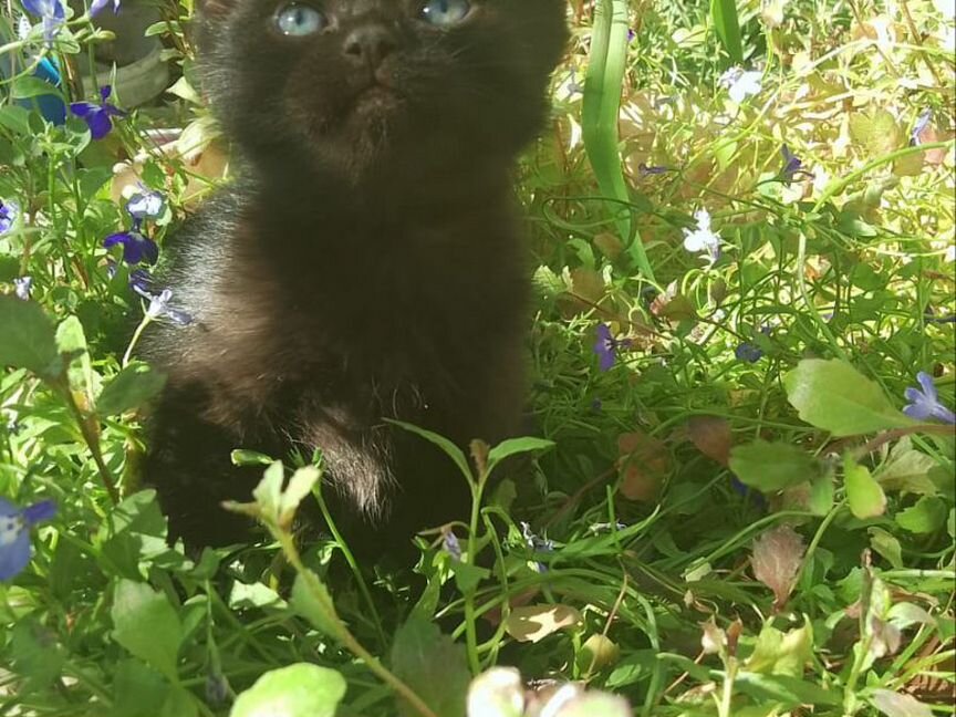 Британская кошка в дар