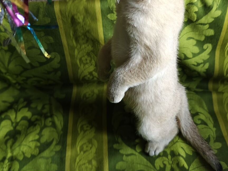 Шотландская