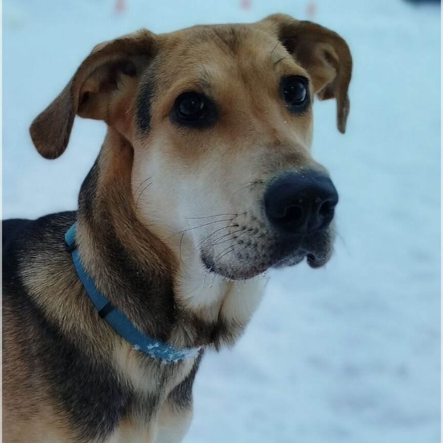 Взрослая собака в добрые руки