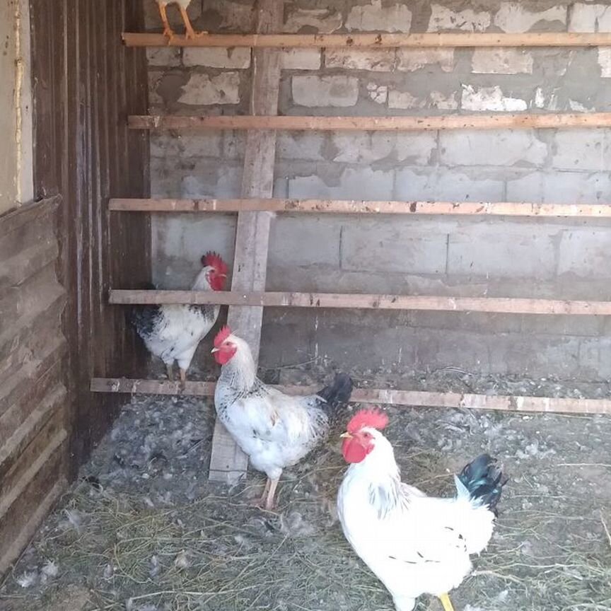 Сельхоз животные,петухи