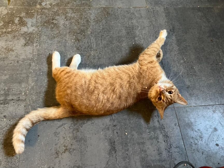 Пузырь ищет дом