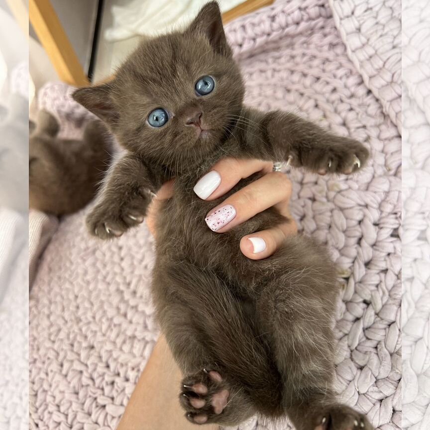 Шоколадные шотландские котята