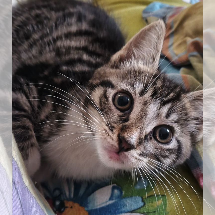 Мейн-кун котёнок