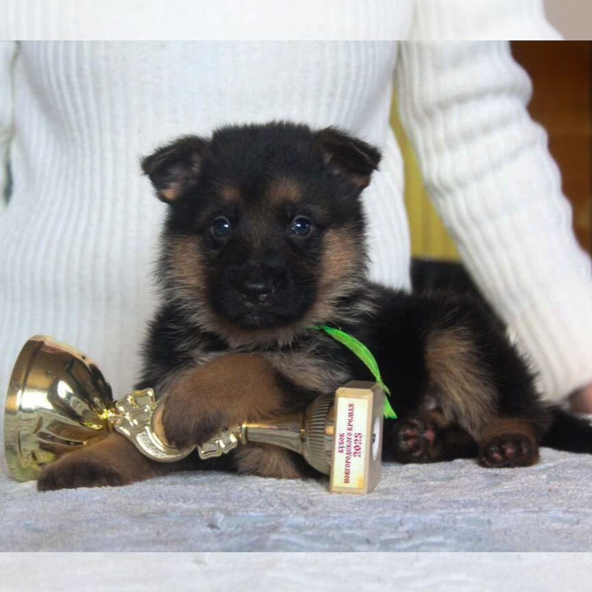 Немецкая овчарка, щенок