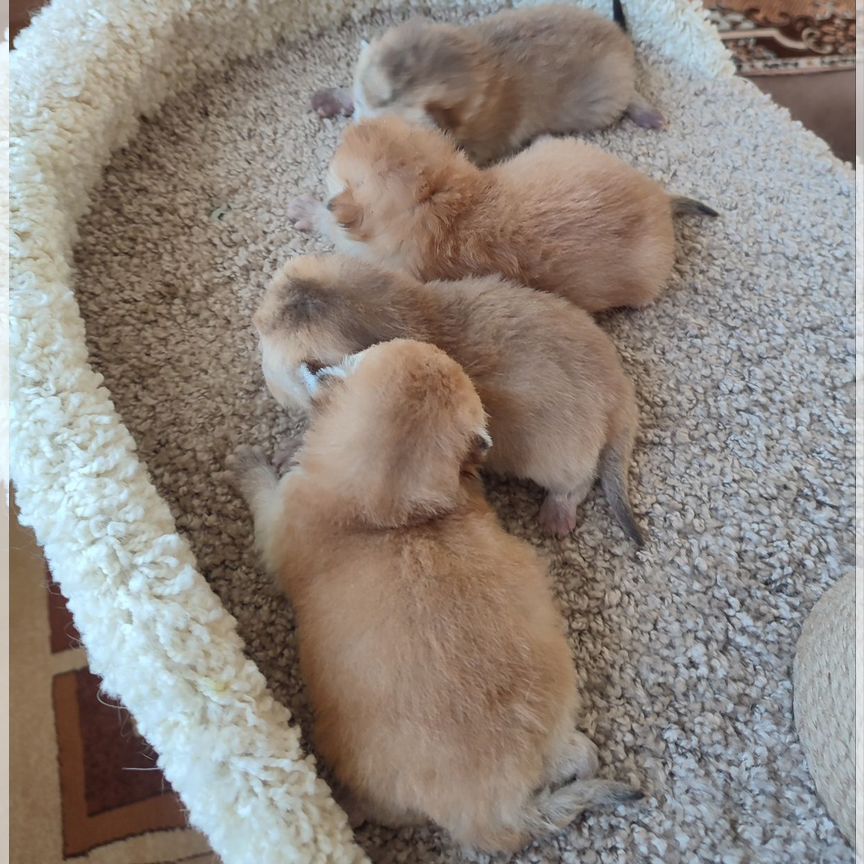 Шотландский прямоухий короткошёрстный котёнок