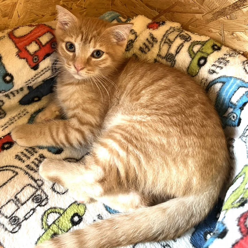 Рыжий котенок вислоухий