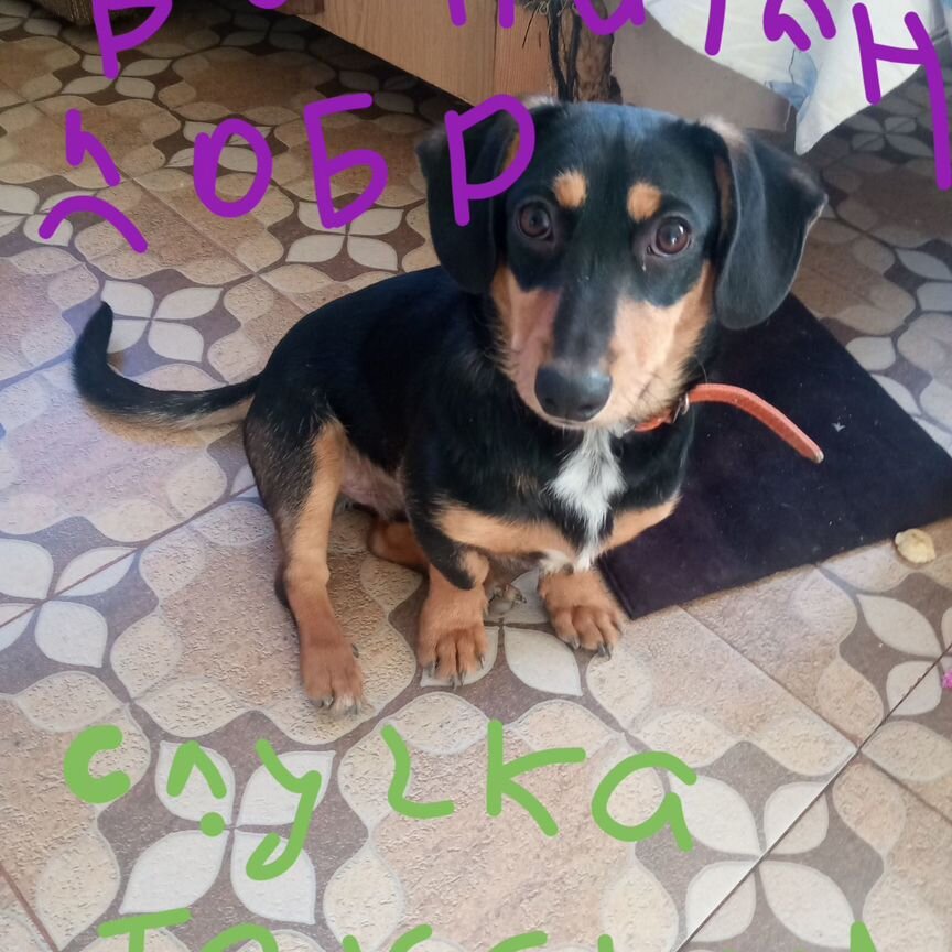 Случка собак