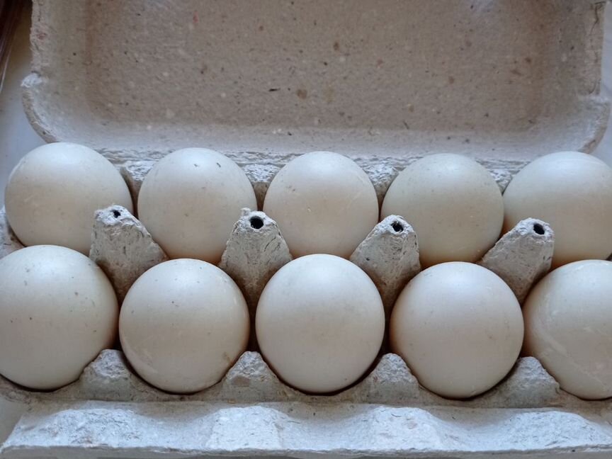 Яйца на инкубацию индоутки французская линия