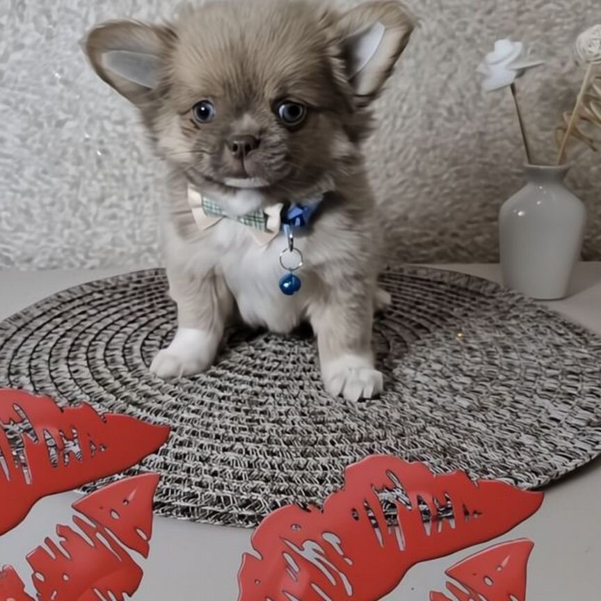 Чихуахуа, щенок