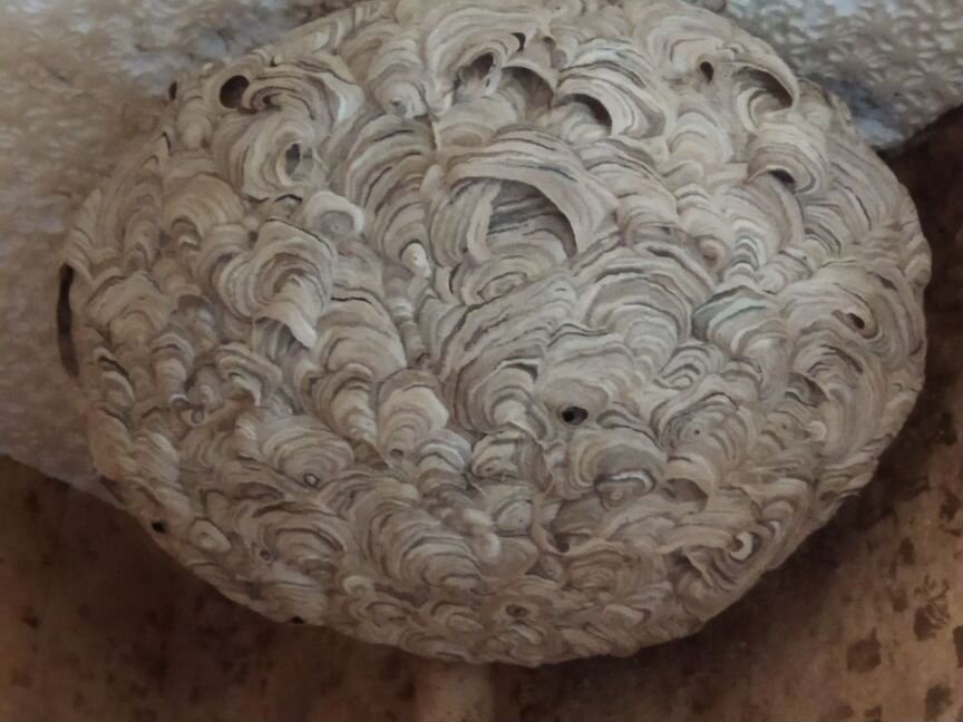 Осиный улий настоящий