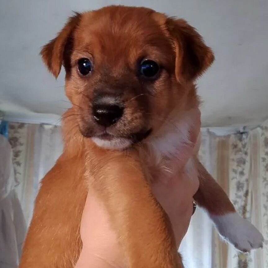 Щенок в добрые руки