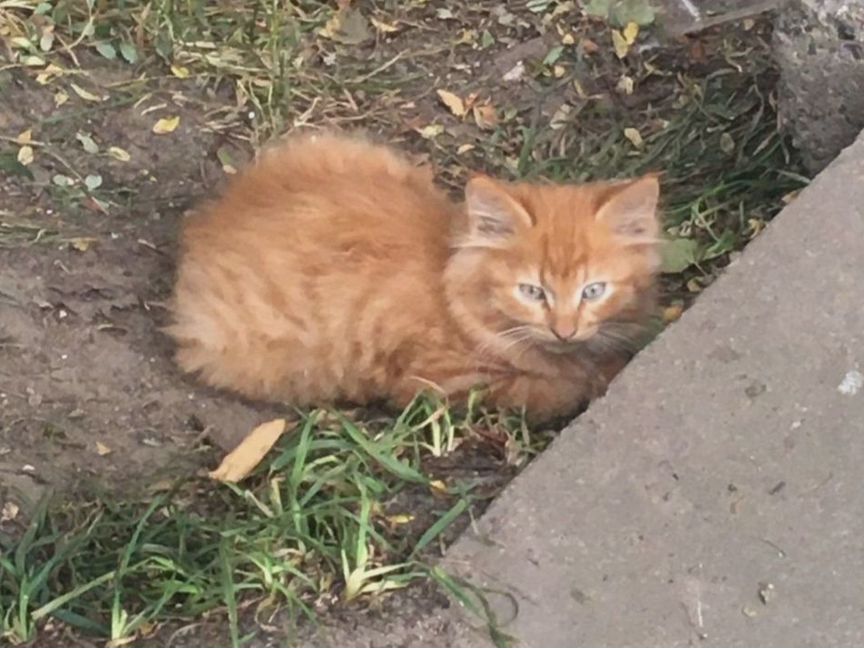 Котята ищут дом или передержку