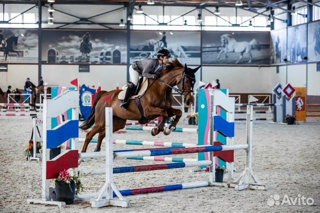 Лошадь кобыла