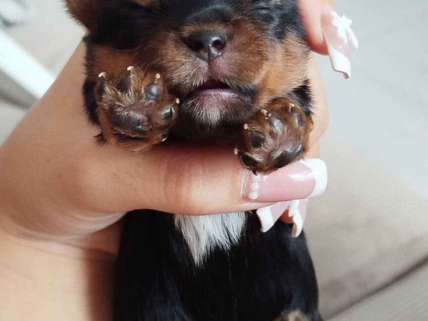 Йоркширский терьер щенки