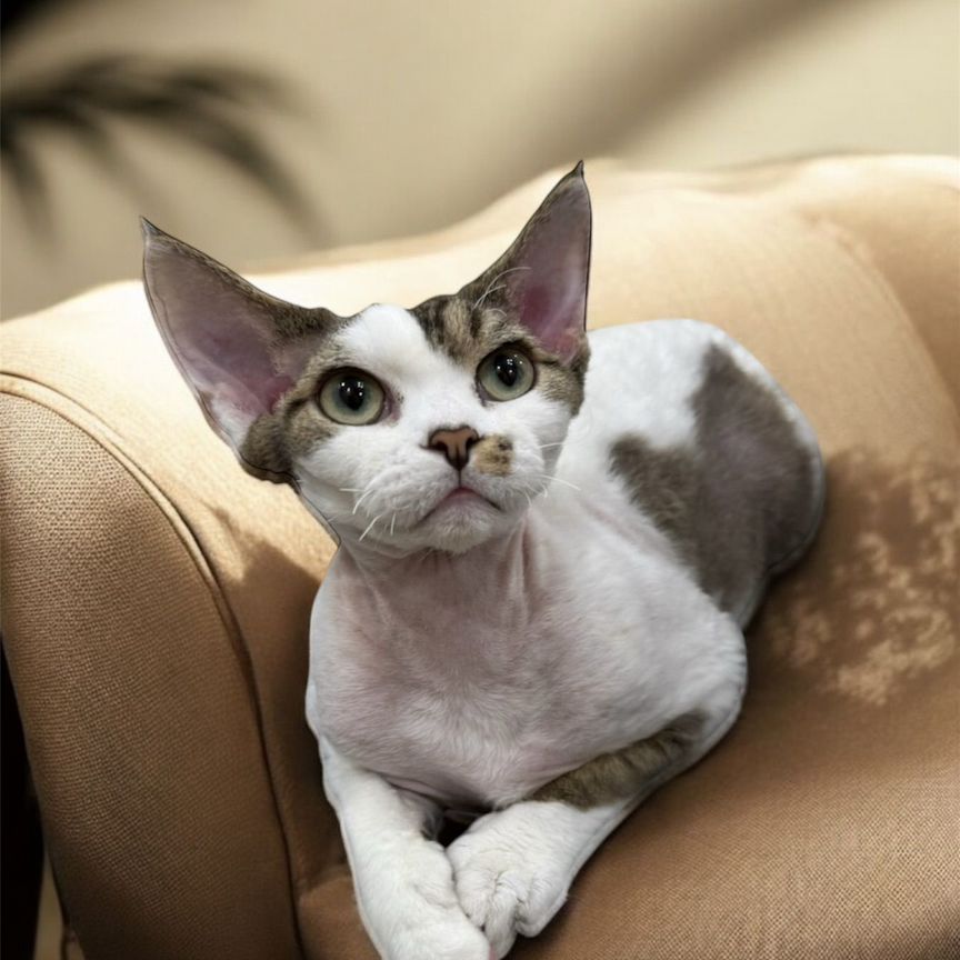 Котята девон-рекс