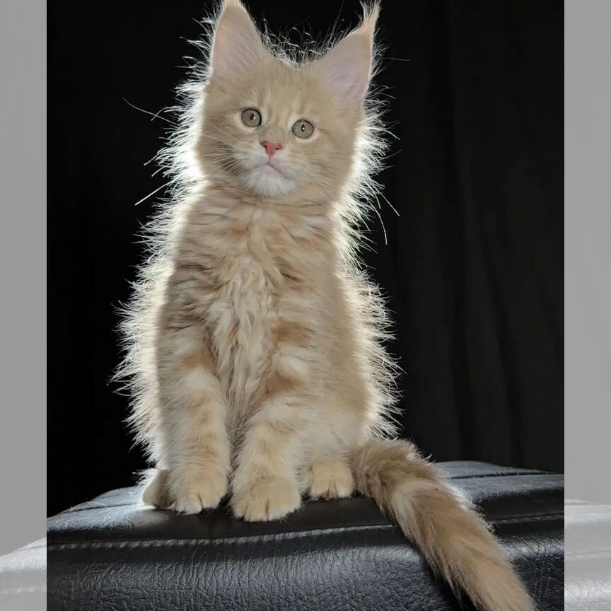 Мейн-кун котёнок