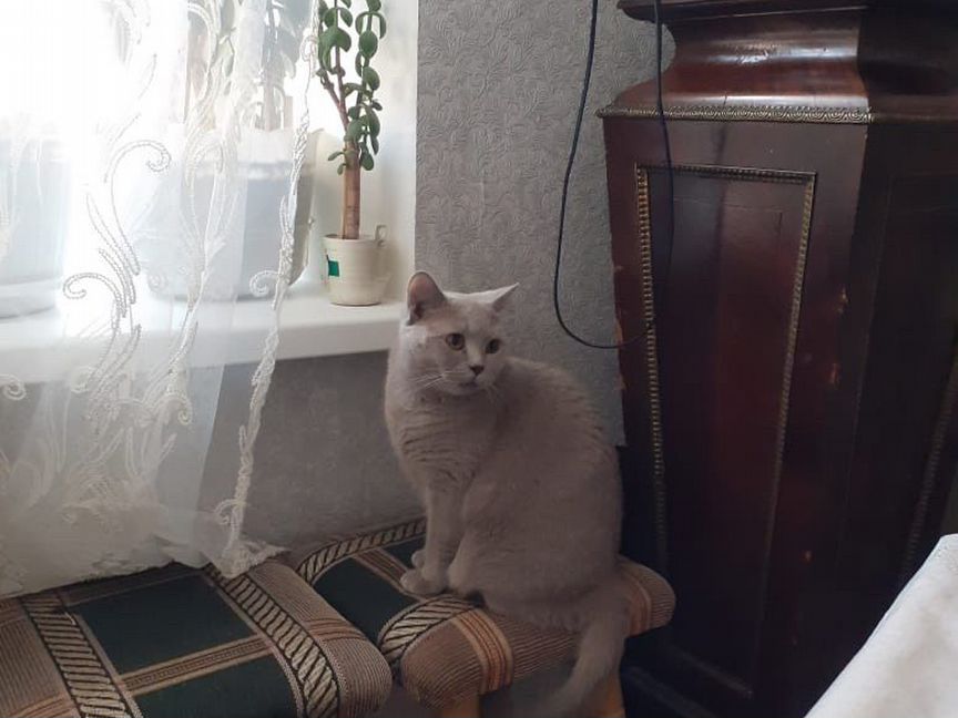 Британская кошка