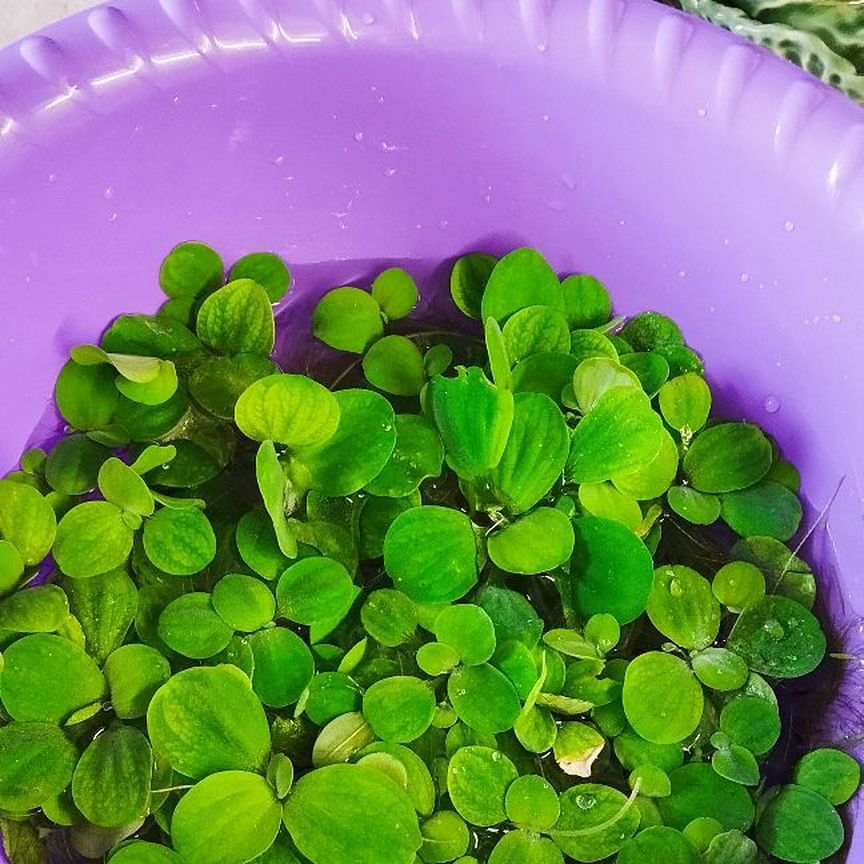 Прополка аквариума