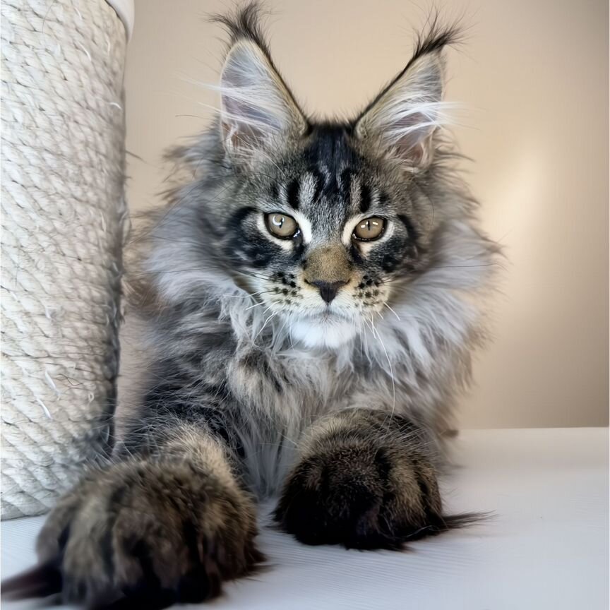 Мейн-кун котёнок