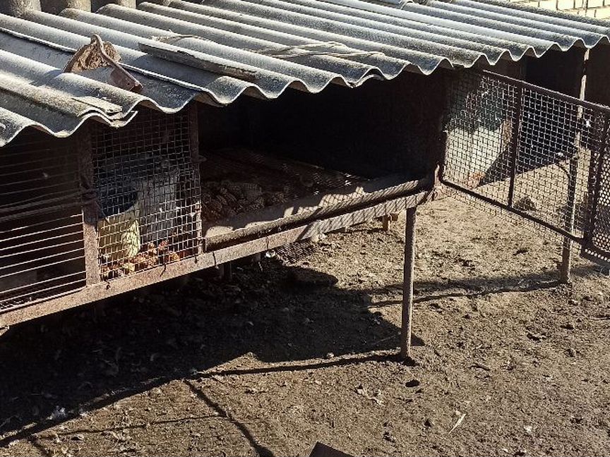 Клетки для нутрий