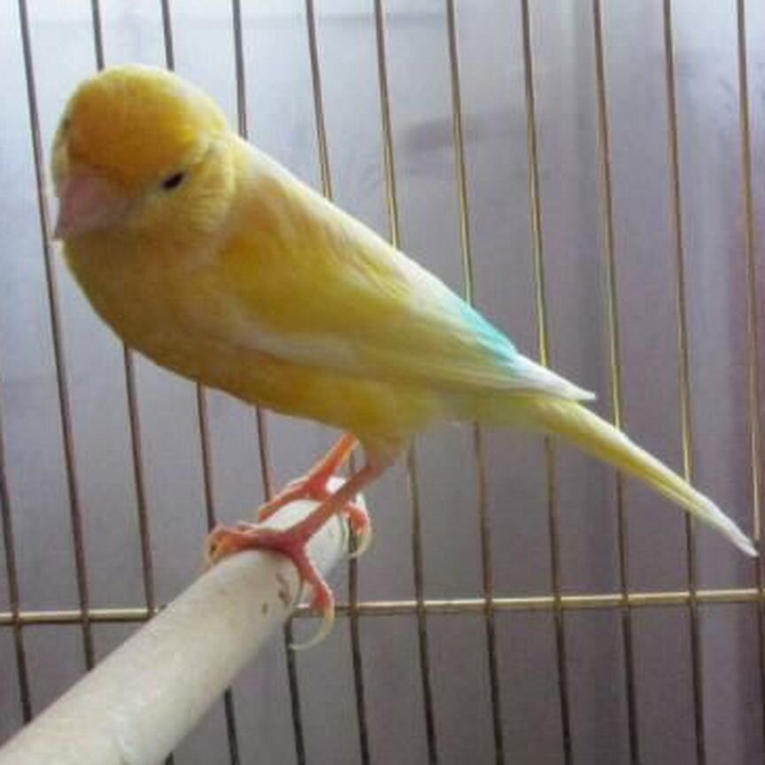 Певчие птицы кенара