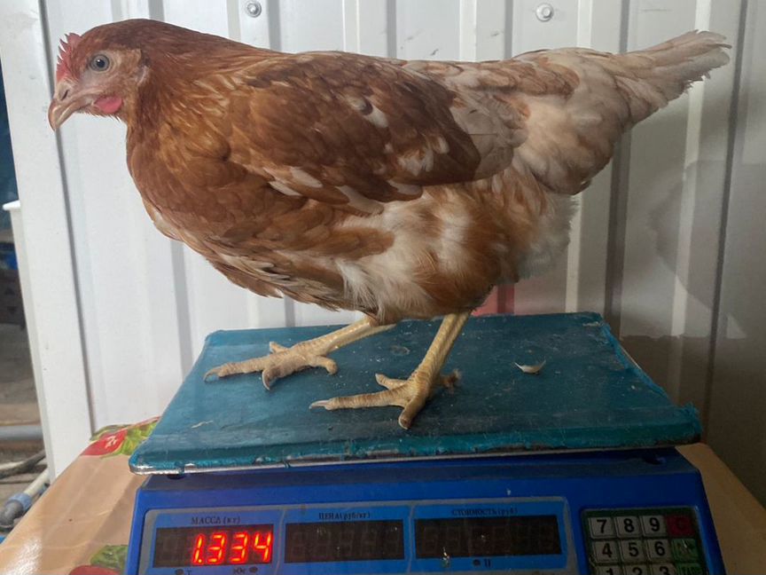 Куры Несушки