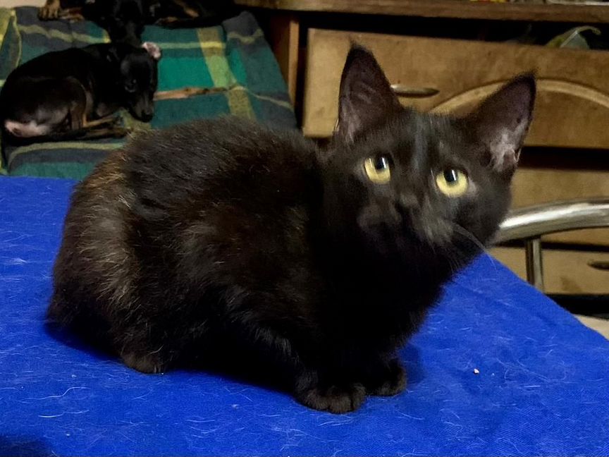 Кошечки 3,5 месяца в добрые руки