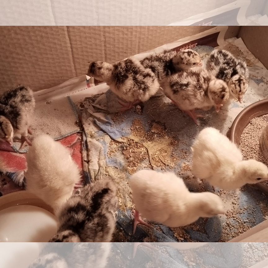 Продам индюшат