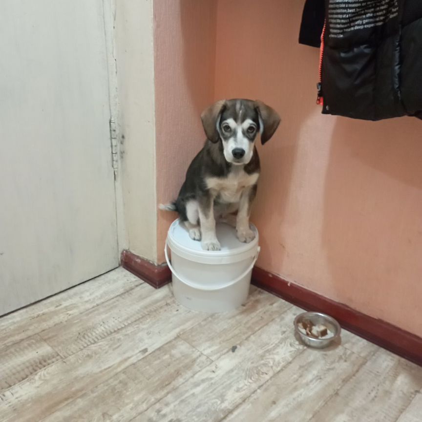 Щенок в добрые руки бесплатно