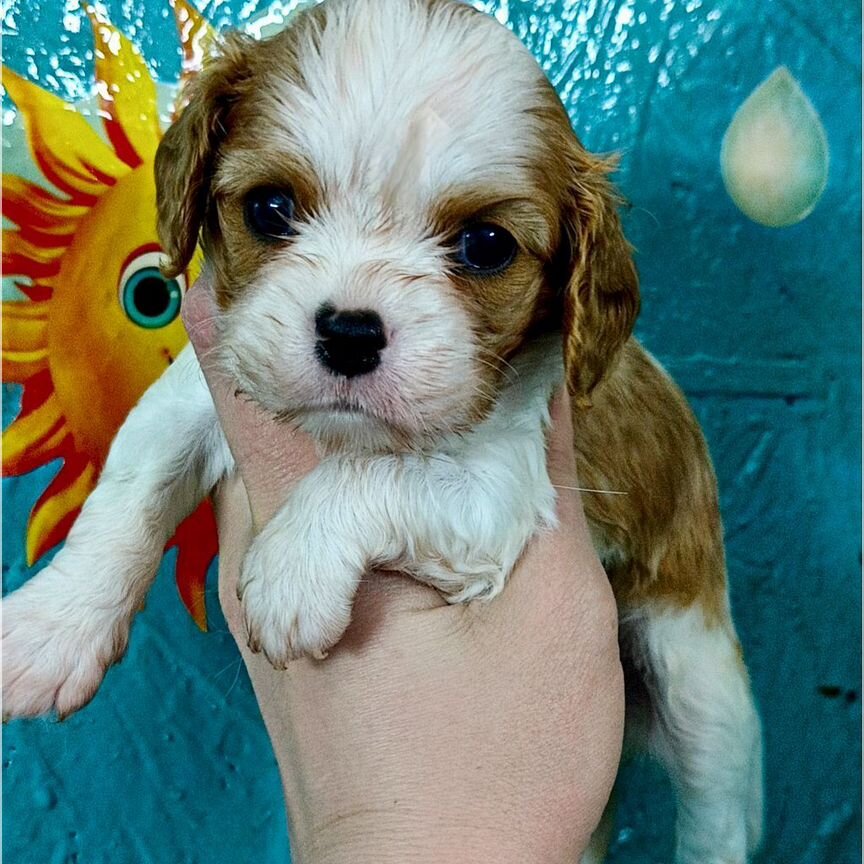 Кавалер кинг-чарльз-спаниель, щенок