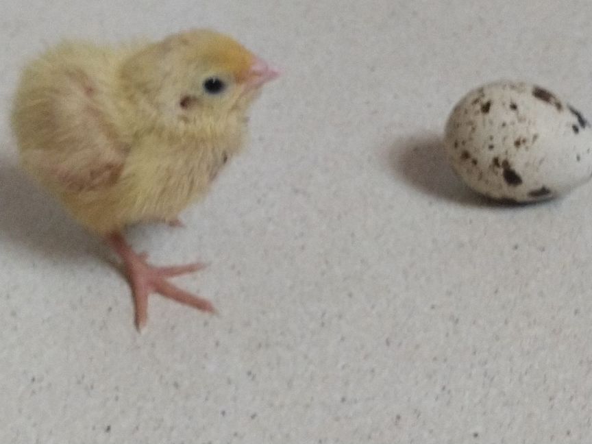 Птенцы перепелов в Кукморе