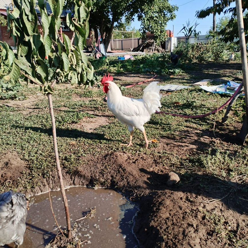 Петухи Легорн