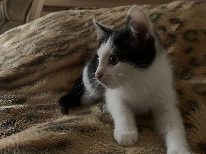 Котёнок