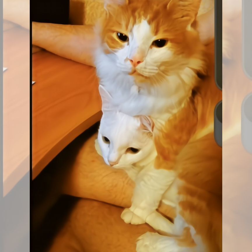 Взрослый кот в добрые руки