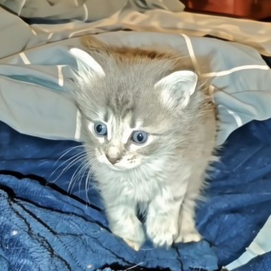 Котёнок от частного владельца