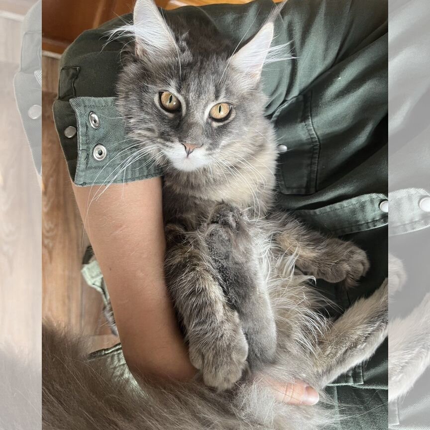 Мейн-кун котёнок