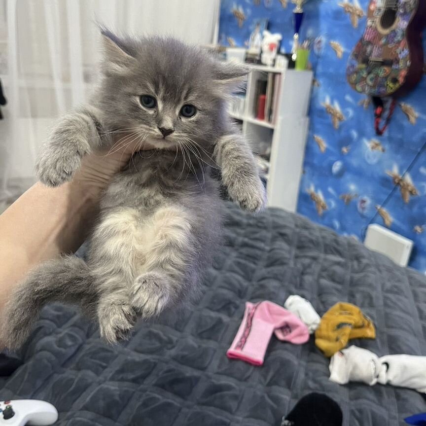 Котенок пушистик