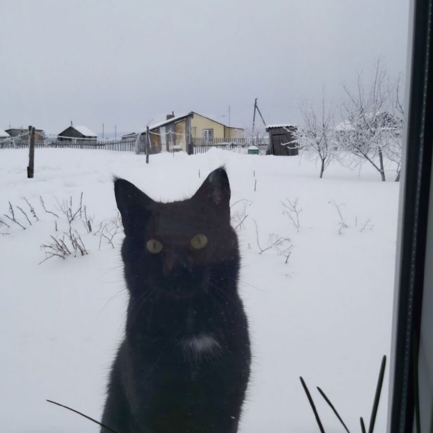 Отдам кота в добрые руки