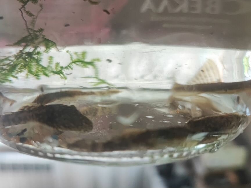 Анцитрус без денег