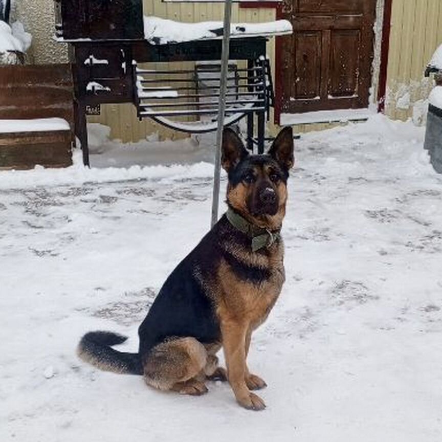 Немецкая овчарка, щенок