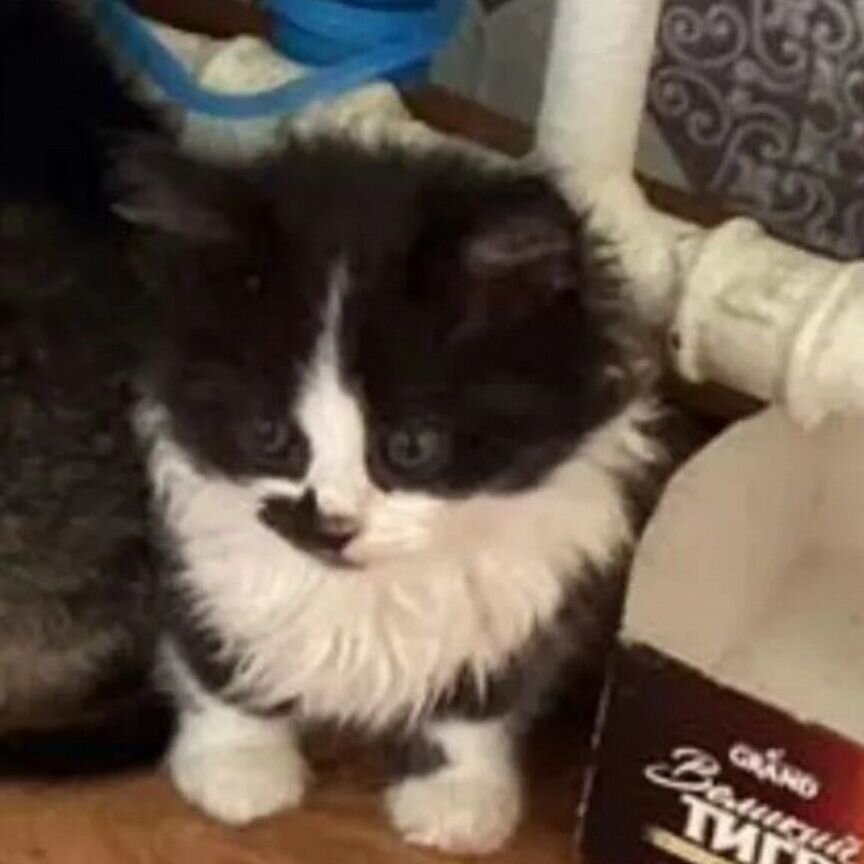 Котёнок в добрые руки бесплатно