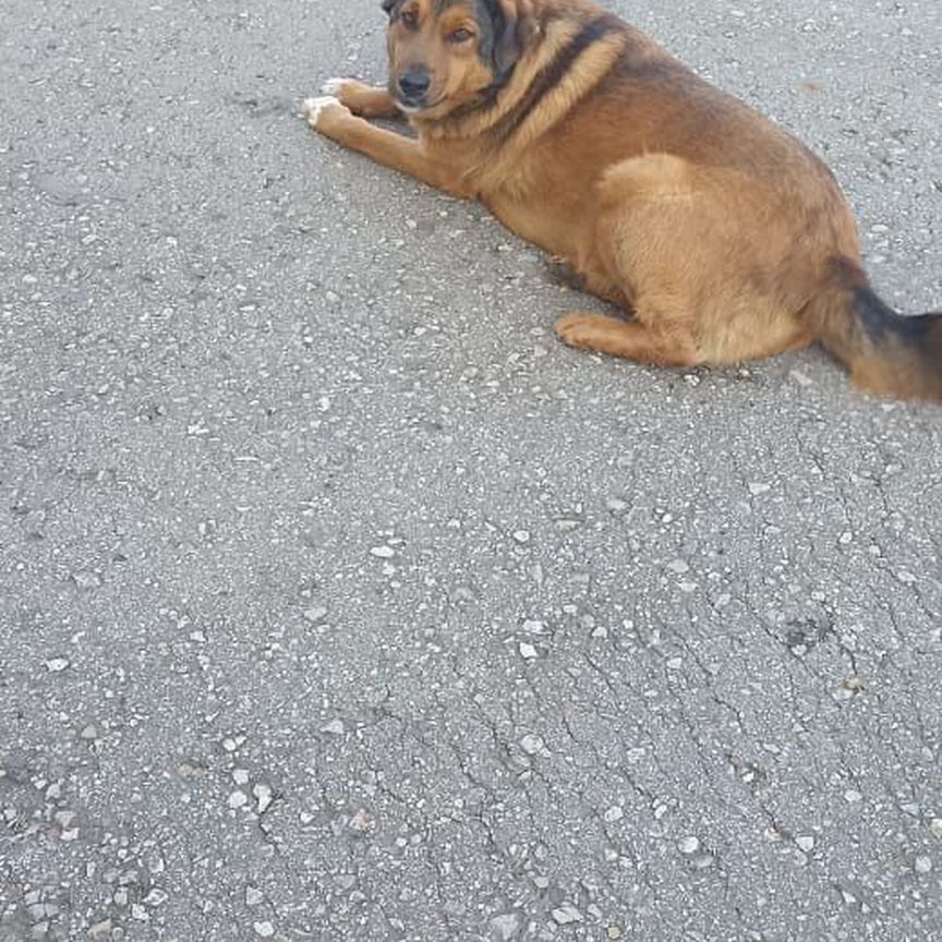 Собака в добрые руки