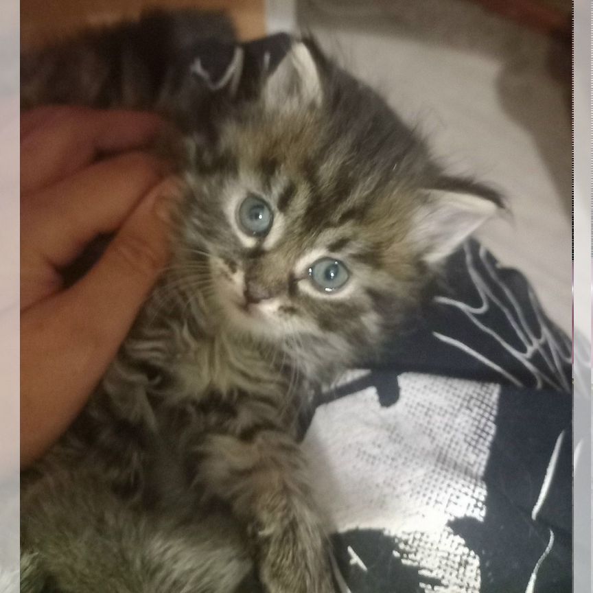 Котёнок в добрые руки