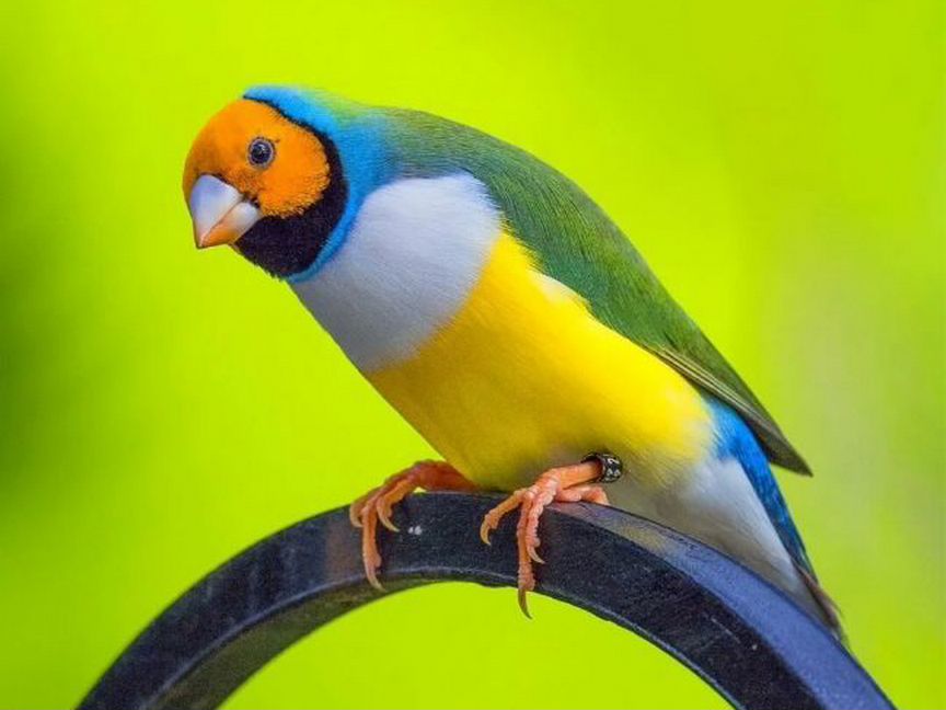 Амадины гульда (самцы)