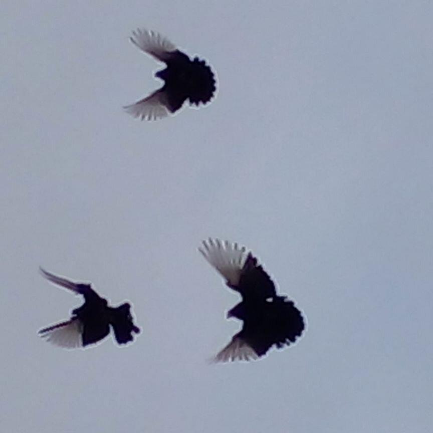 Голуби елецкие