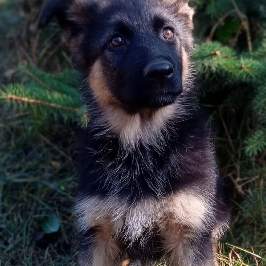 Щенoк немецкой овчарки